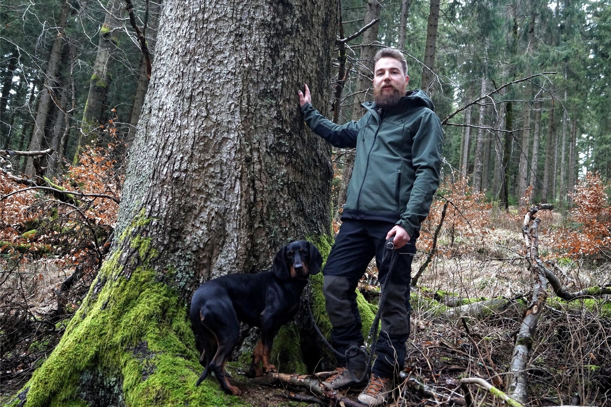 Der Mann für Sachsens älteste Tannen: Junger Förster wacht im Vogtland ...