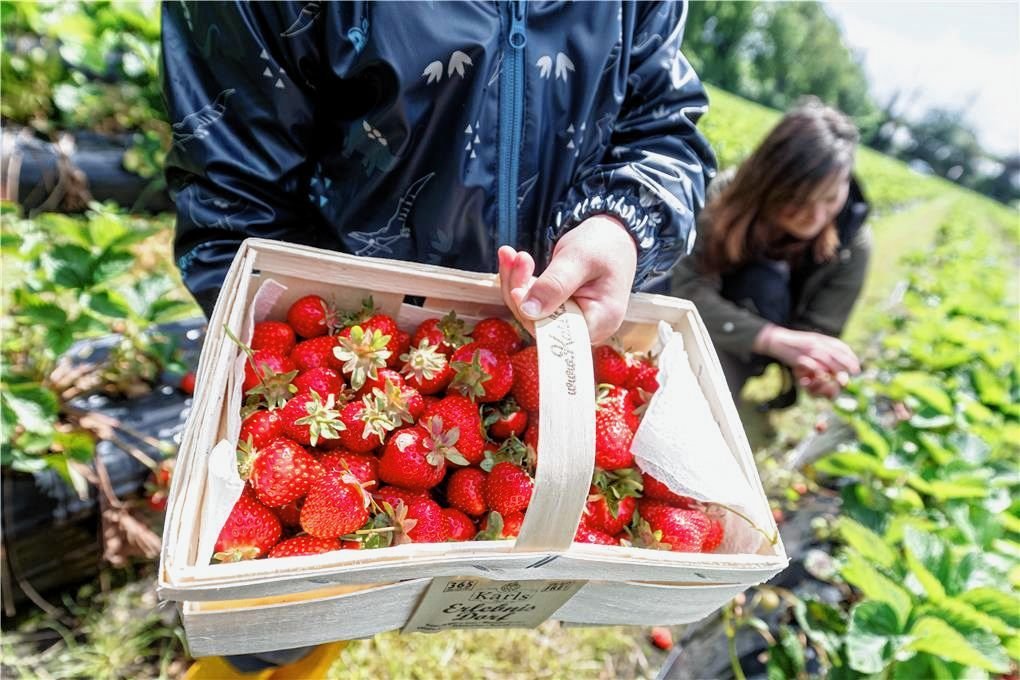 Erdbeerzeit in Sachsen: 5 Benimmregeln für das Selbstpflückfeld