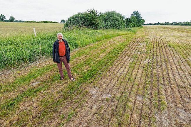 Haben wertvolle Wiesen durch Gülle Schaden genommen?