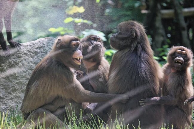 Hochland-Affe Nikola zieht mit seinen sieben Weibchen nach Chemnitz