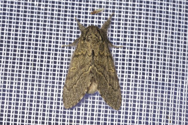 Im Erzgebirge nachgewiesen: Dieser Falter könnte zum Problem für ...