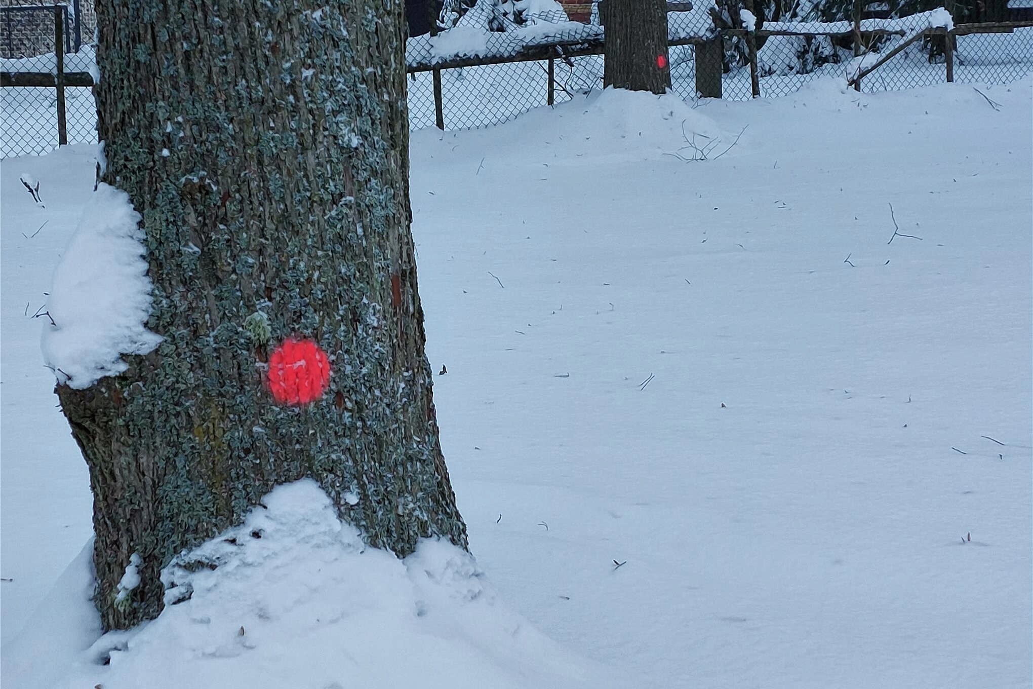 Roter Punkt: Bäume im Jugendpark Schöneck bleiben stehen