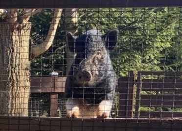 Schwein gehabt! Im Auer Zoo der Minis kommt jetzt Rosalie zu Rudi