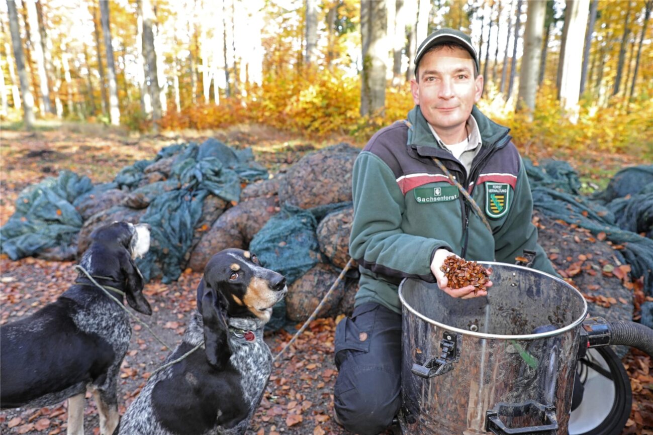 Waldumbau live: Sachsenforst erntet im Erzgebirge kiloweise Bucheckern