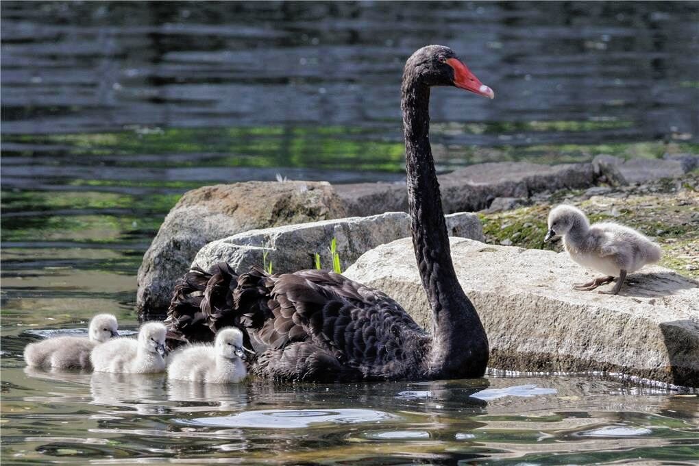 Wiederholt sich die traurige Geschichte um die Thumer Trauerschwäne?