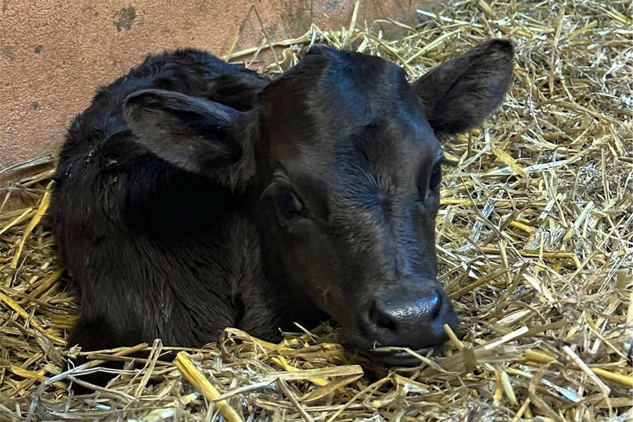 Zoo in Aue meldet seltene Geburt: Hier zeigt sich erstmals das Mini-Rind